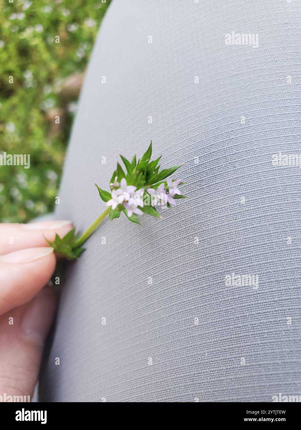 Field madder (Sherardia arvensis Stock Photo - Alamy