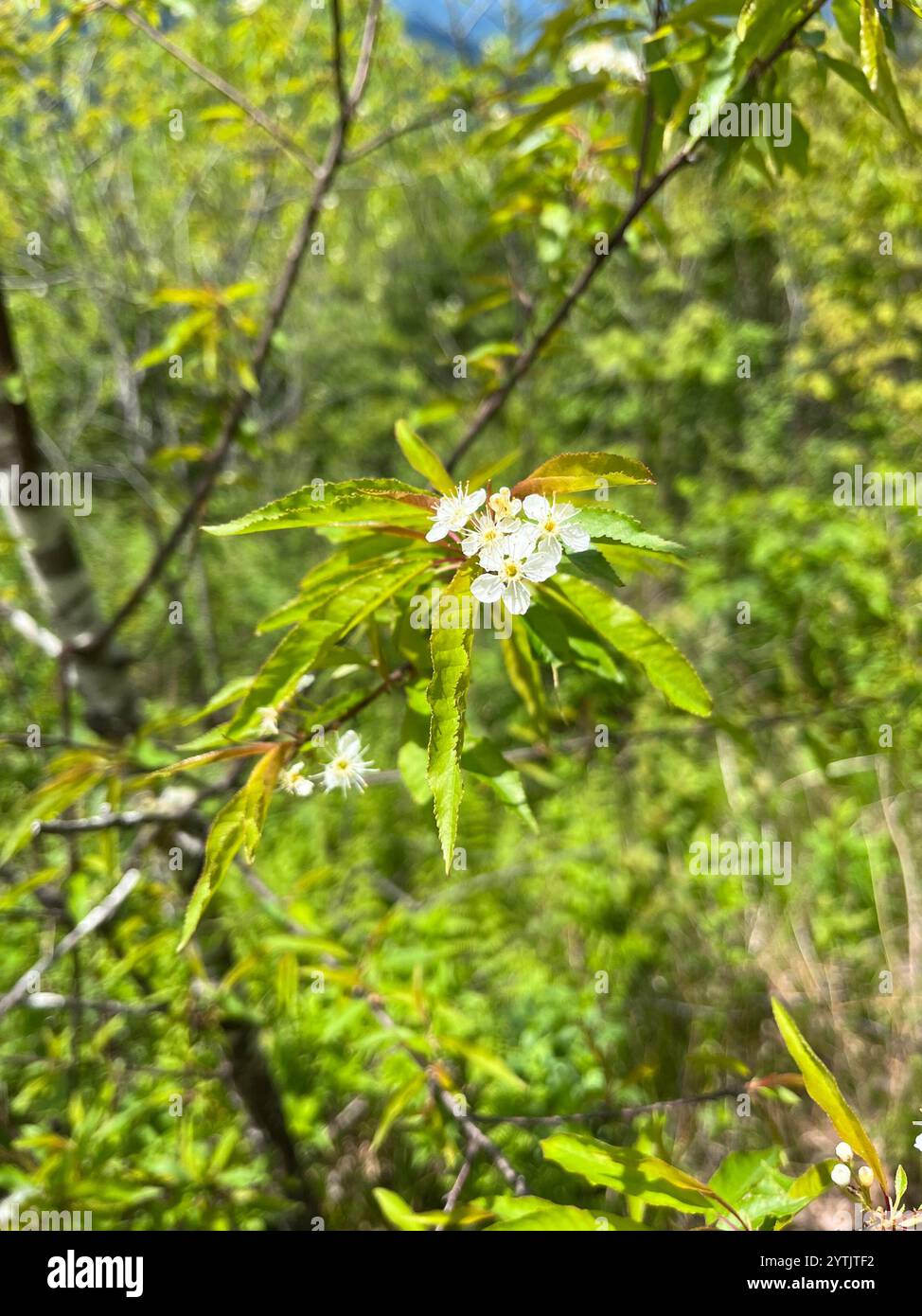 Chickasaw plum (Prunus angustifolia Stock Photo - Alamy