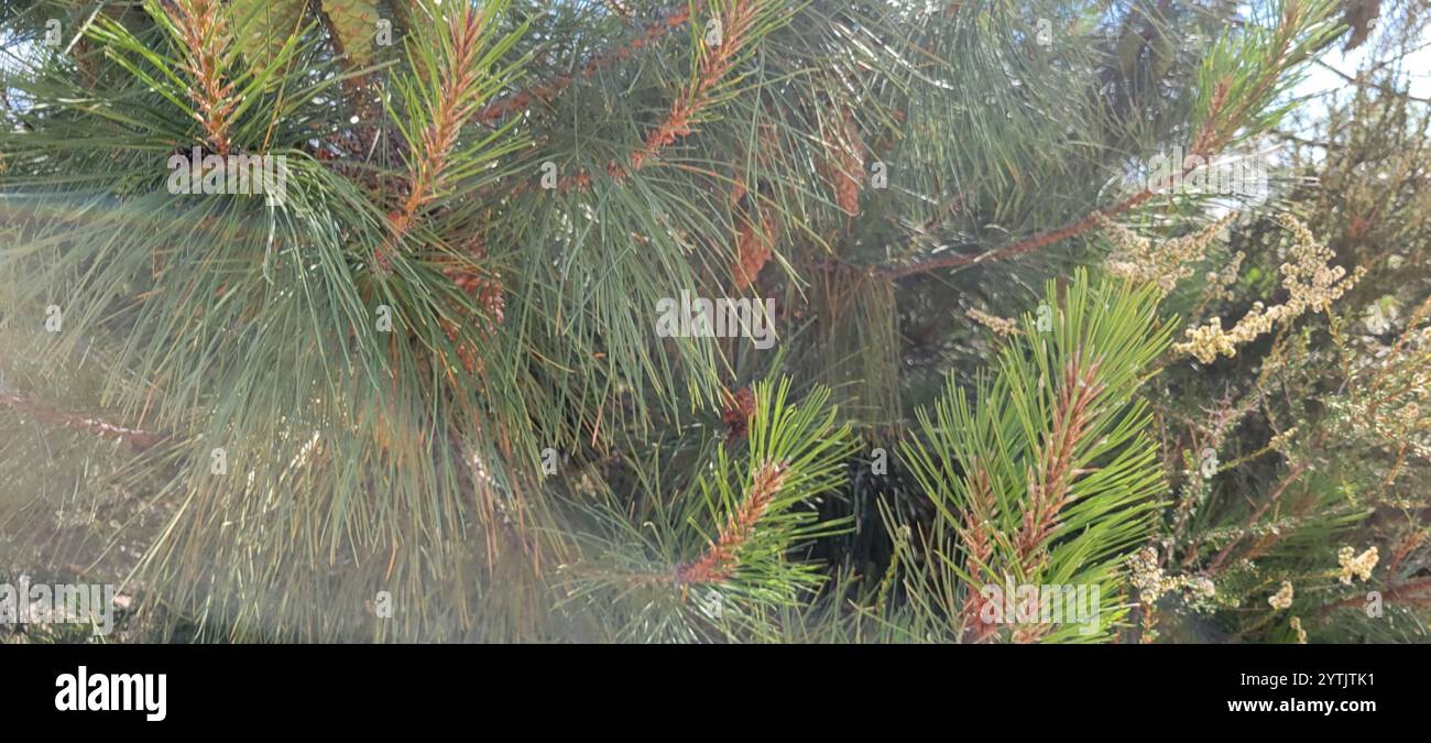 knobcone pine (Pinus attenuata Stock Photo - Alamy