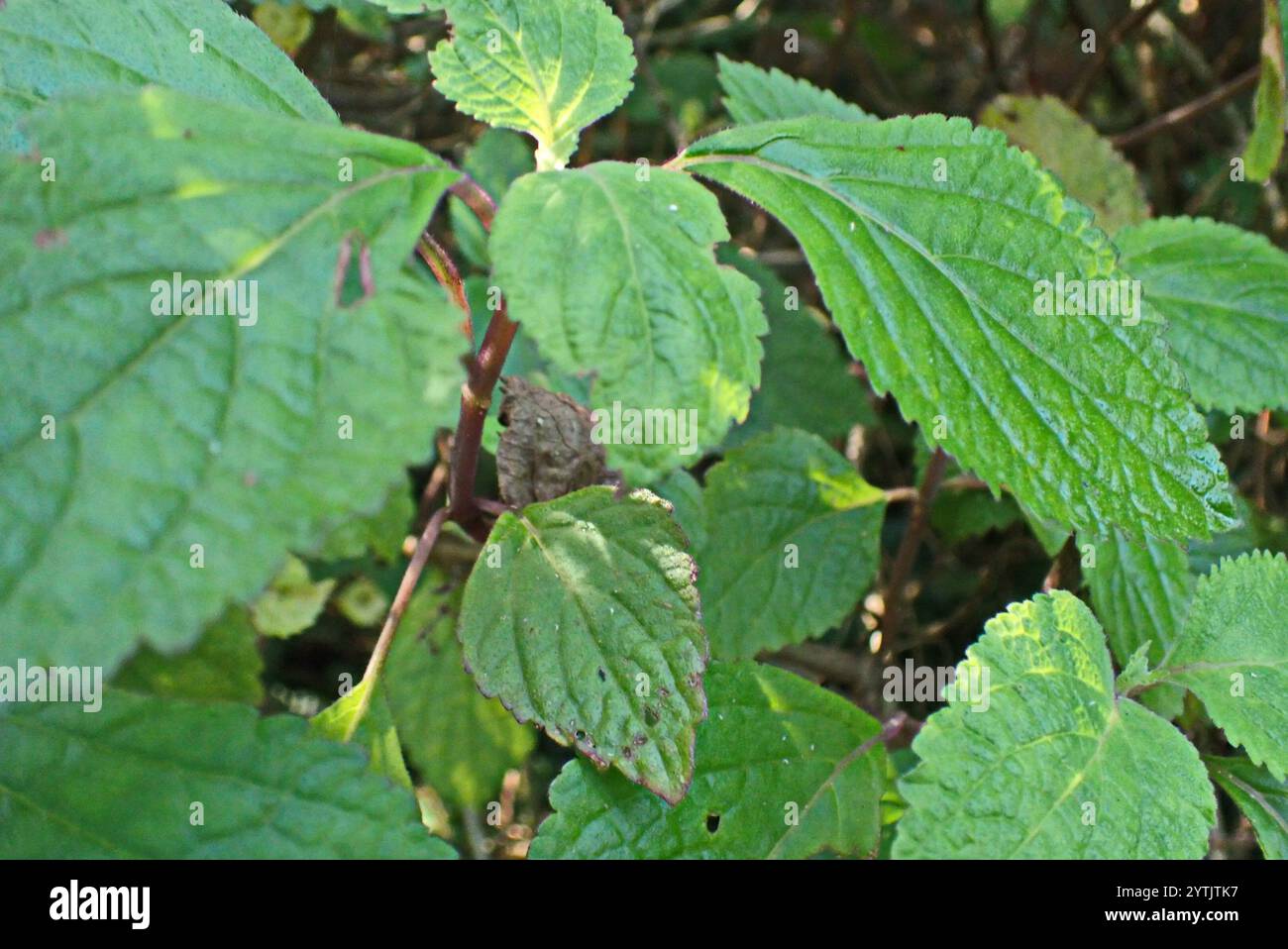 pink fly bush (Plectranthus fruticosus Stock Photo - Alamy