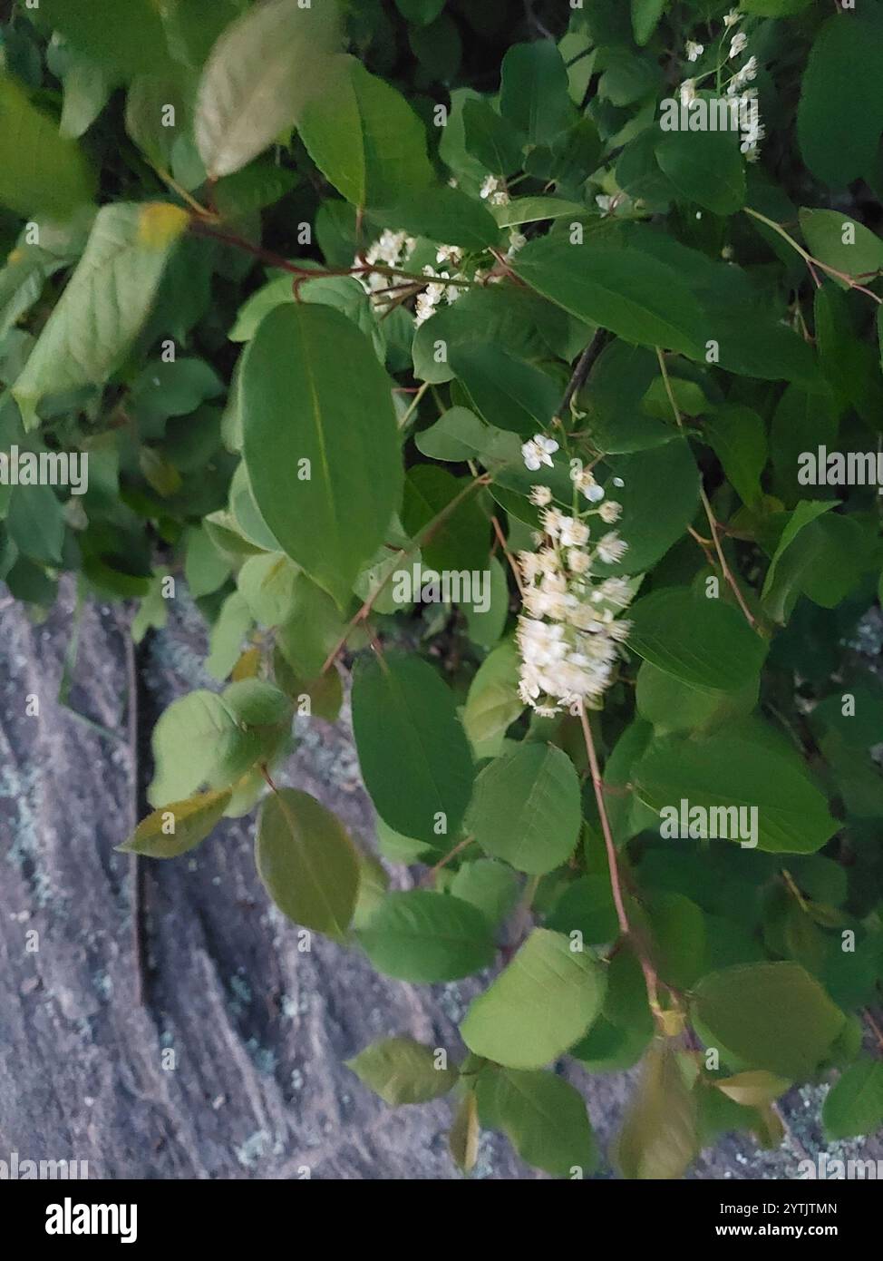 chokecherry (Prunus virginiana Stock Photo - Alamy