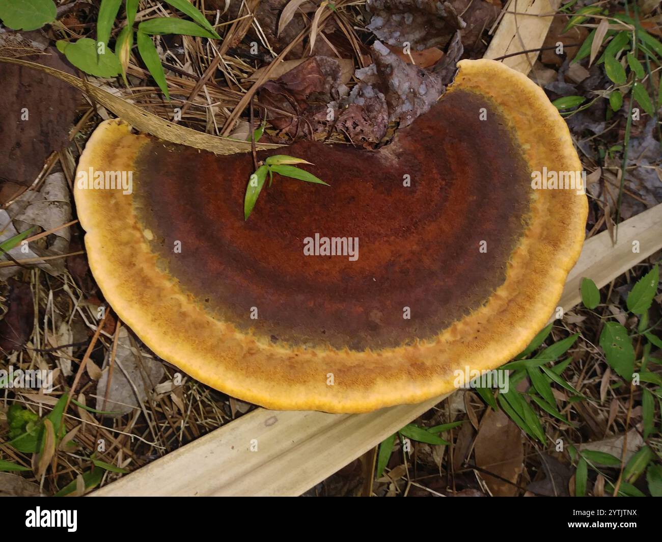 Dyer's Polypore (Phaeolus schweinitzii Stock Photo - Alamy