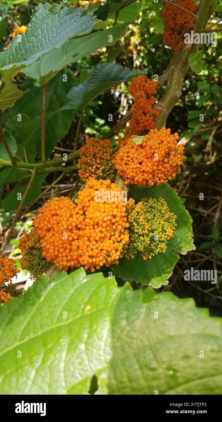Urera caracasana hi-res stock photography and images - Alamy