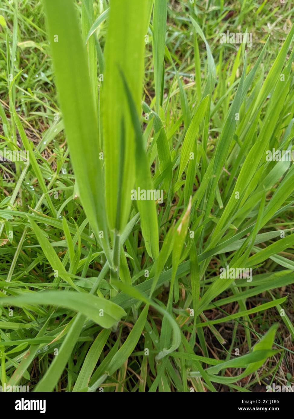 Yorkshire fog (Holcus lanatus Stock Photo - Alamy
