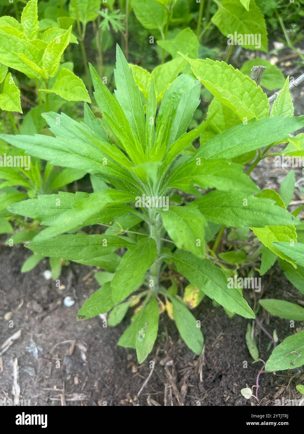 horseweed (Erigeron canadensis Stock Photo - Alamy
