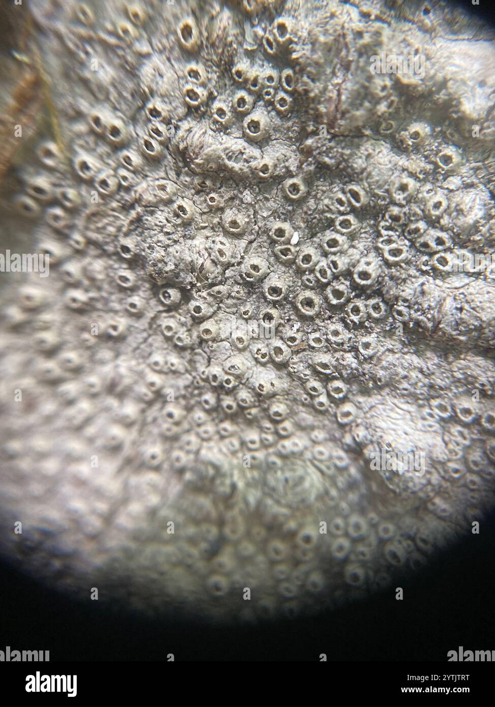 Barnacle lichens hi-res stock photography and images - Alamy