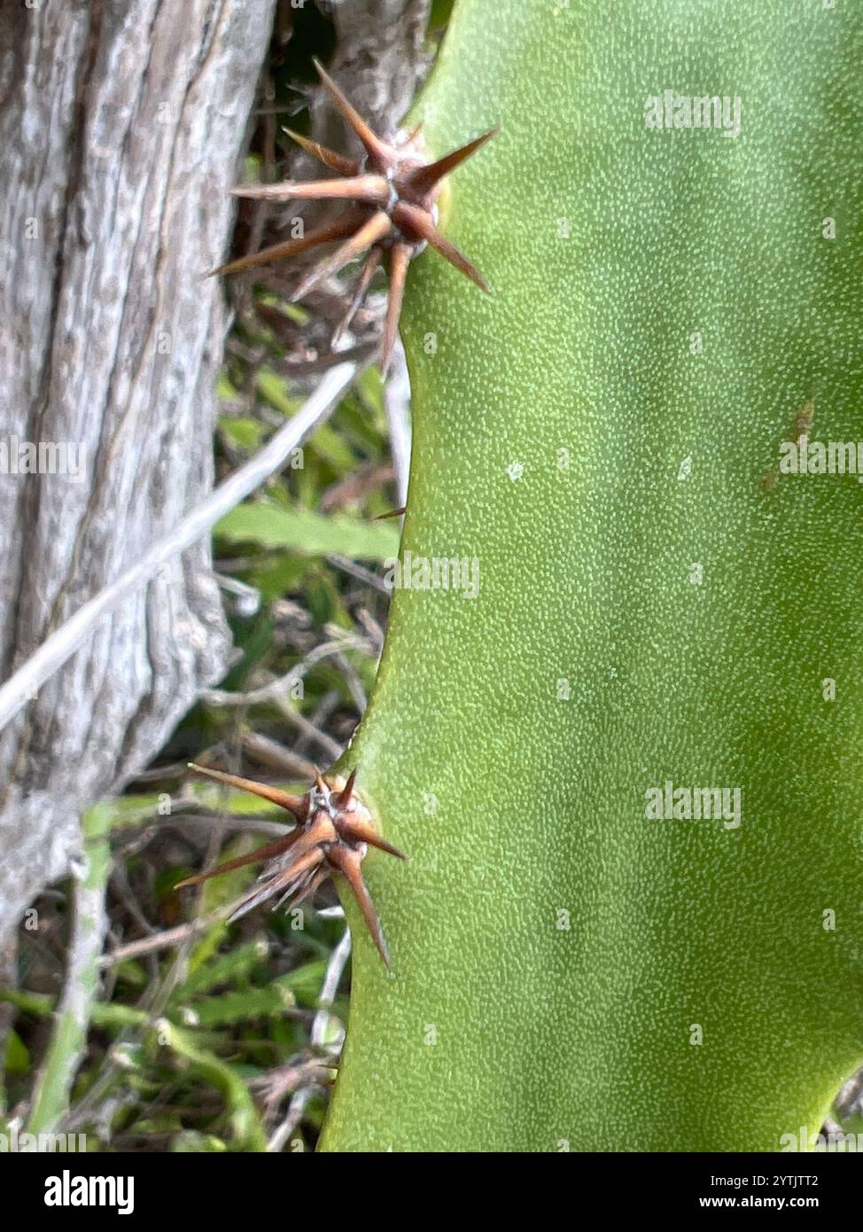Strawberry Pear (Selenicereus triangularis Stock Photo - Alamy