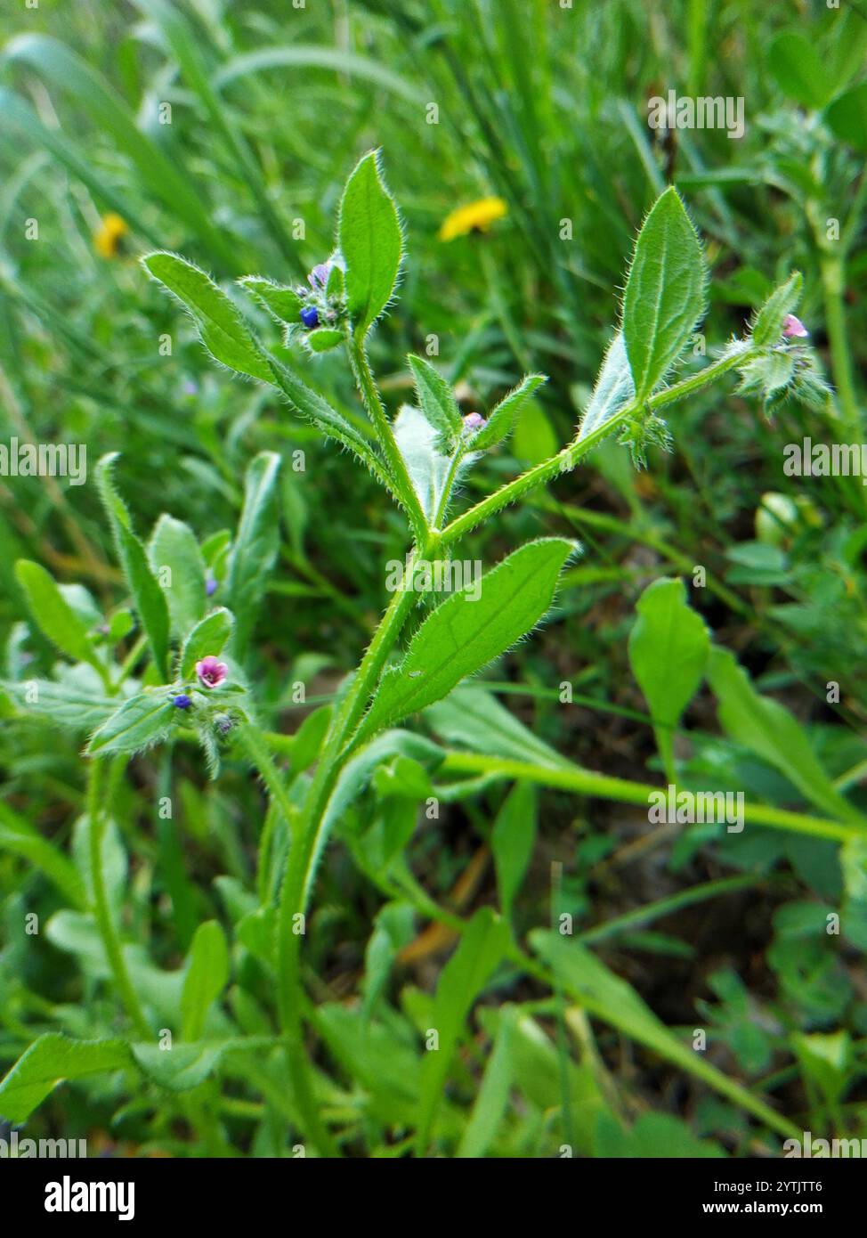 Asperugo procumbens hi-res stock photography and images - Alamy