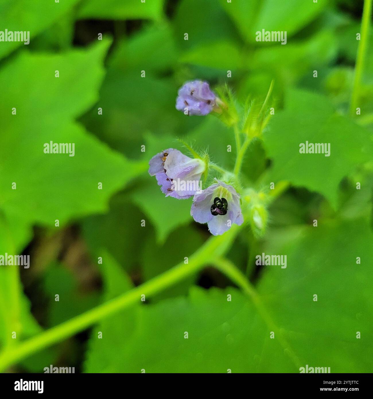 great waterleaf (Hydrophyllum appendiculatum Stock Photo - Alamy