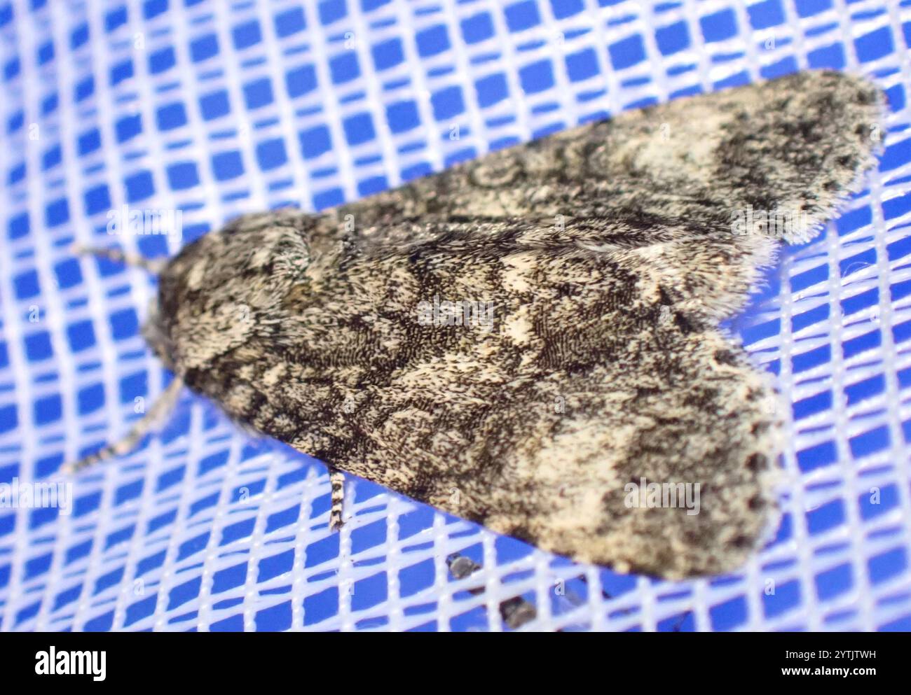 Poplar Grey (Acronicta megacephala Stock Photo - Alamy
