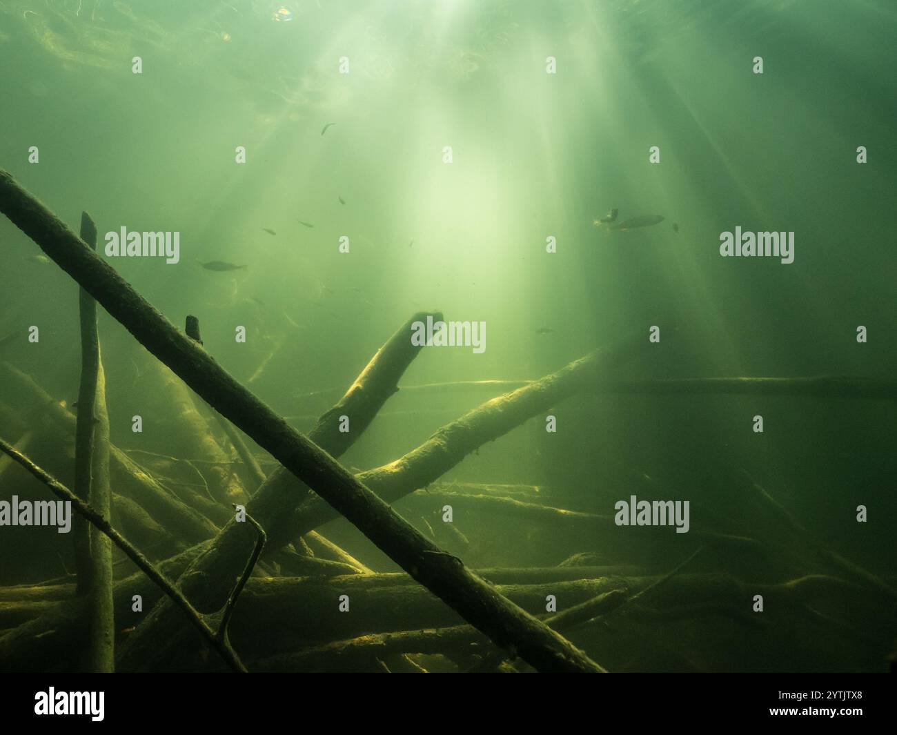 Sunken logs underwater in a forest lake Stock Photo - Alamy
