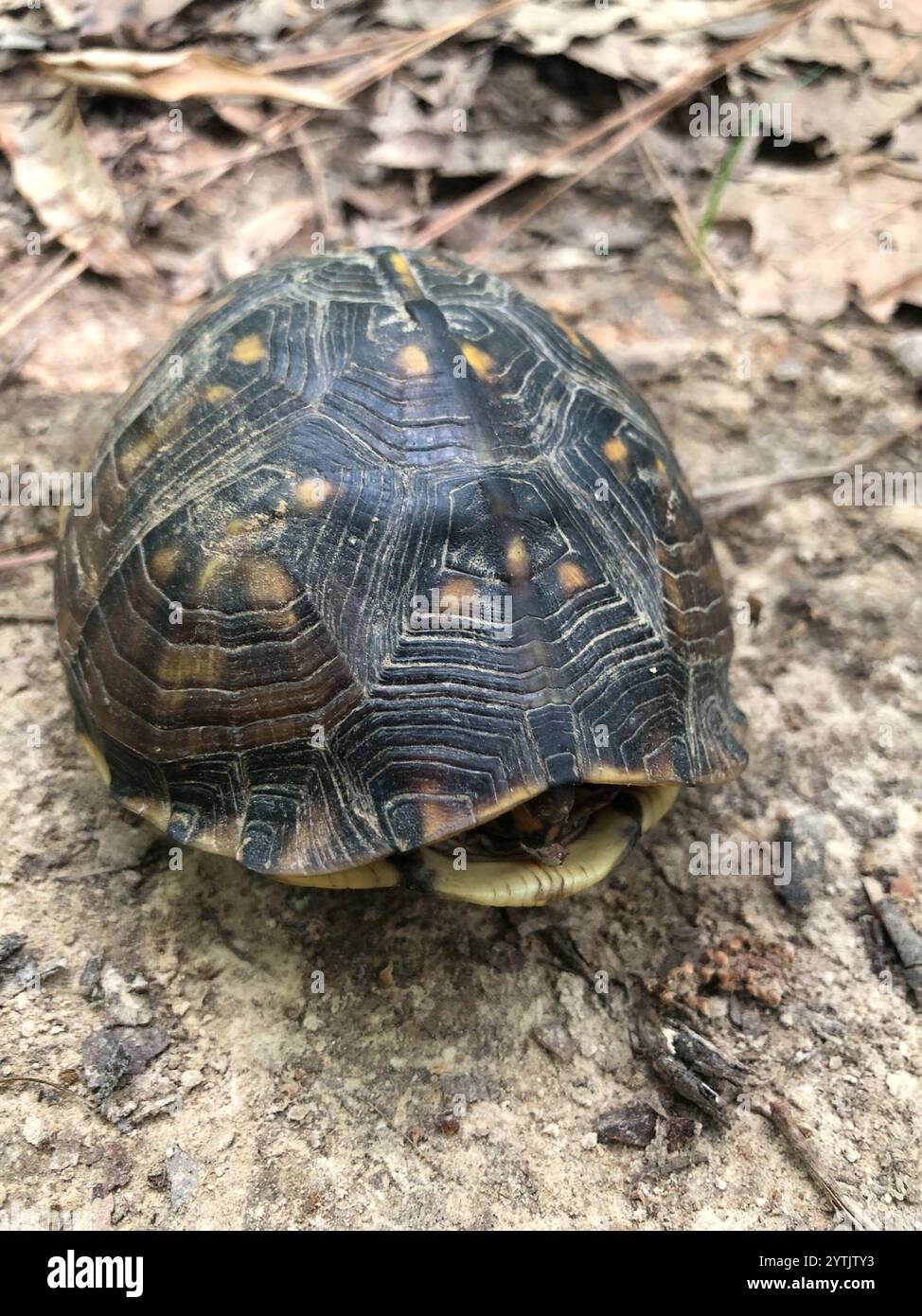 Three-toed Box Turtle (Terrapene triunguis Stock Photo - Alamy
