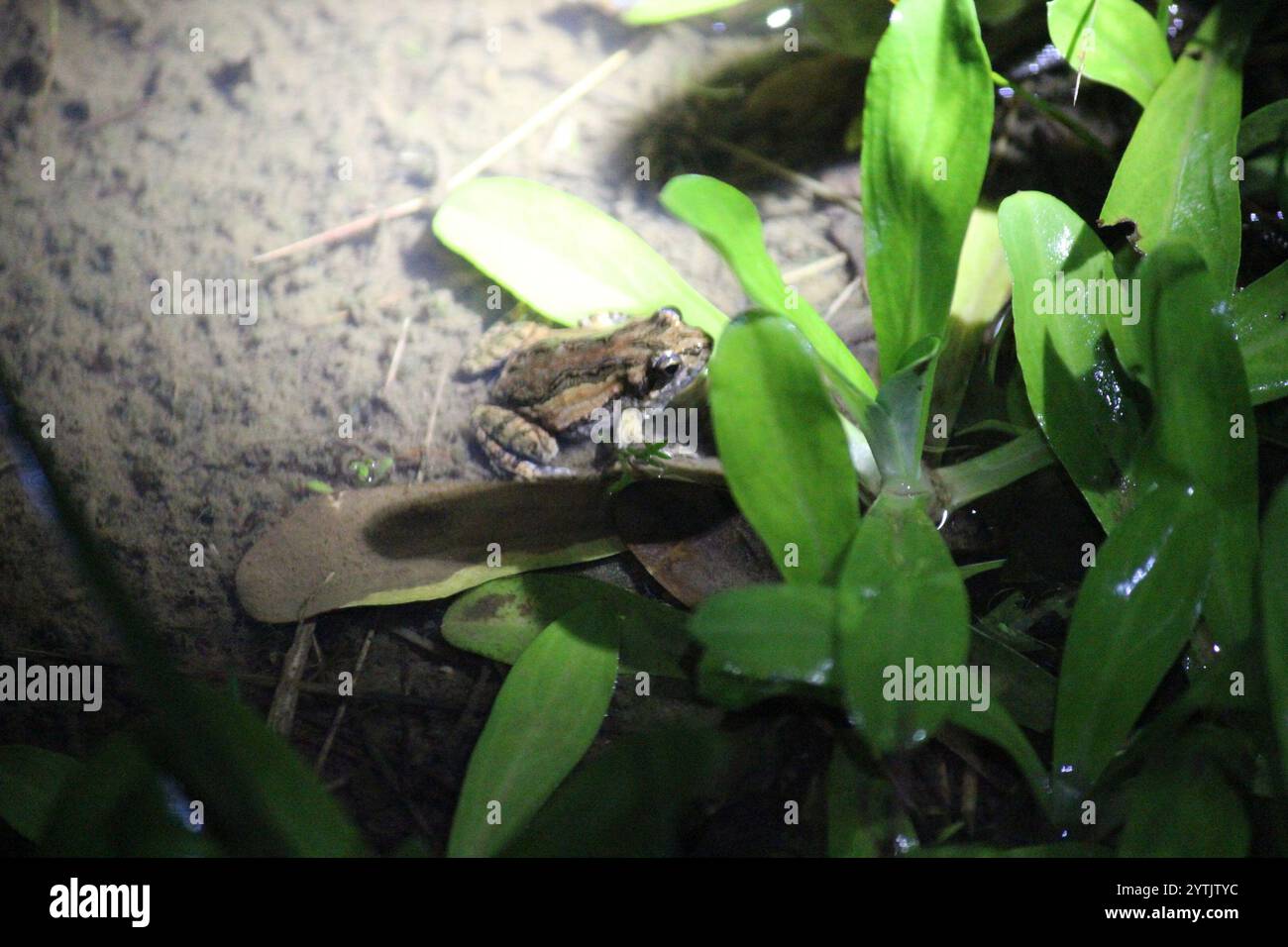 Common Eastern Froglet (Crinia signifera Stock Photo - Alamy