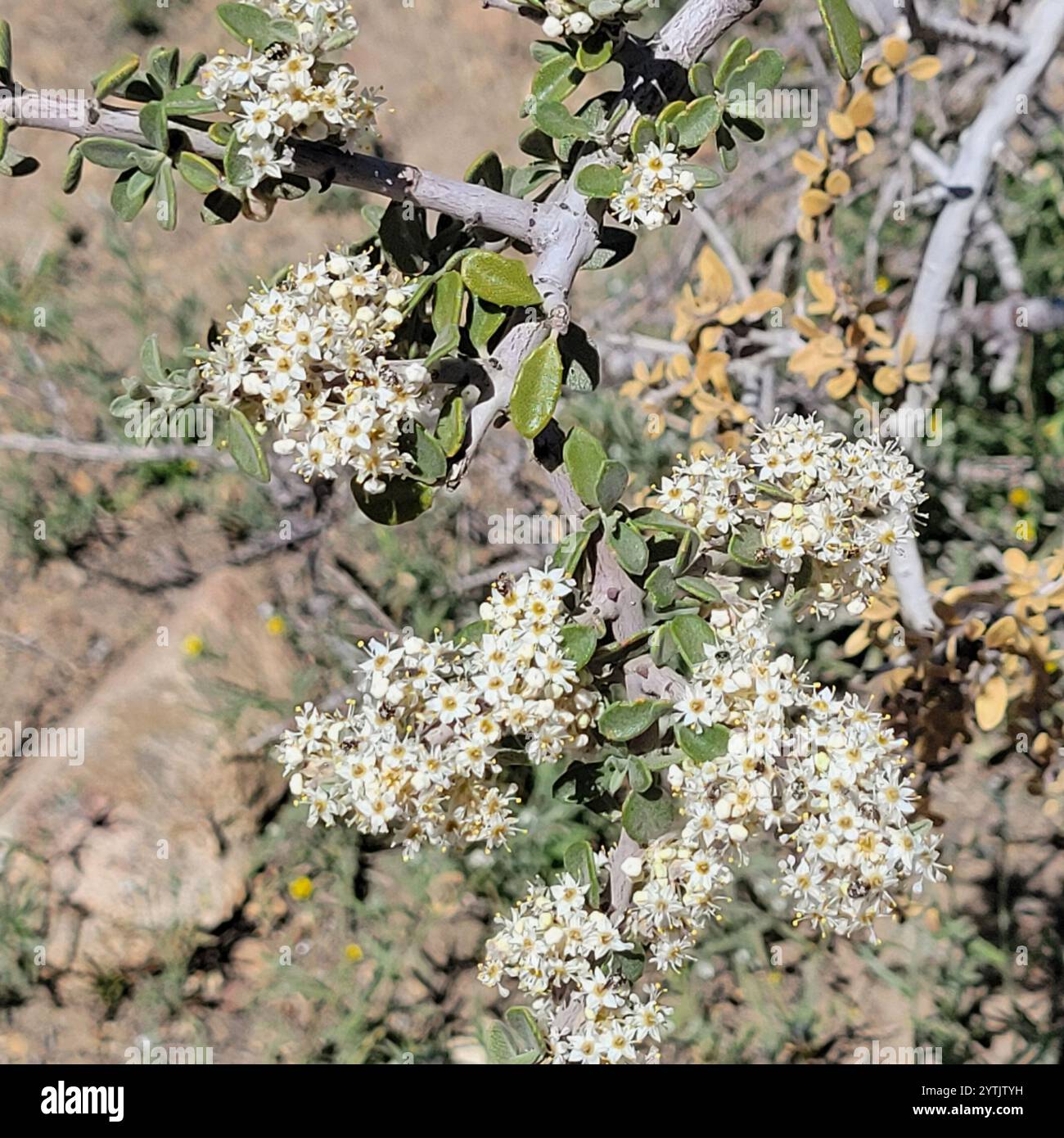 Buckbrush (Ceanothus cuneatus Stock Photo - Alamy