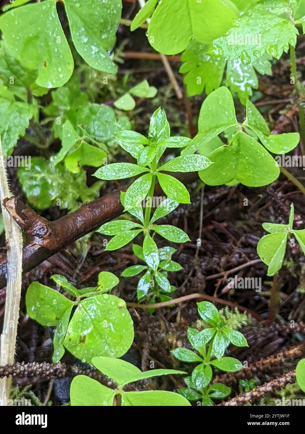 fragrant bedstraw (Galium triflorum Stock Photo - Alamy