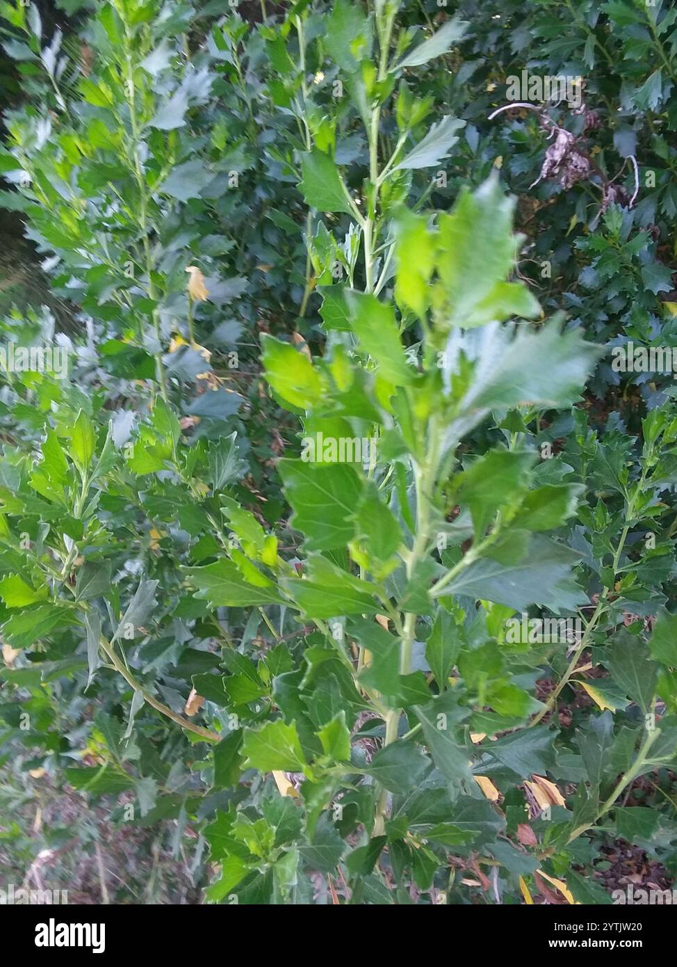 groundsel tree (Baccharis halimifolia Stock Photo - Alamy