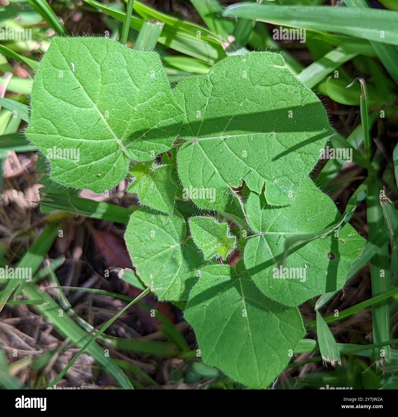 tropical soda-apple (Solanum viarum Stock Photo - Alamy