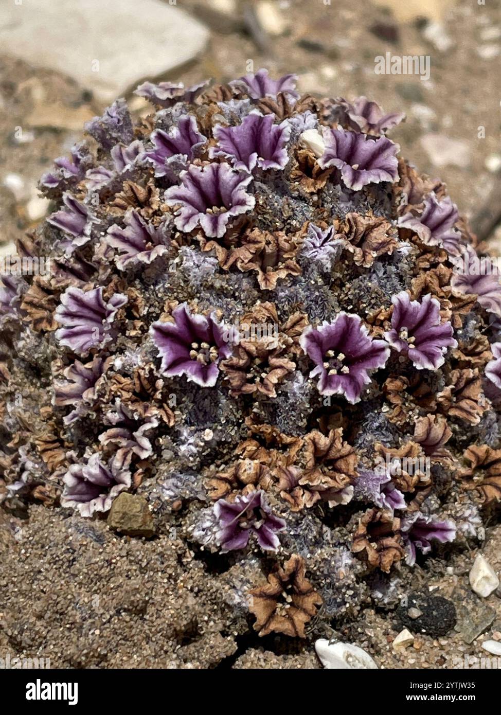 desert Christmas tree (Pholisma arenarium Stock Photo - Alamy