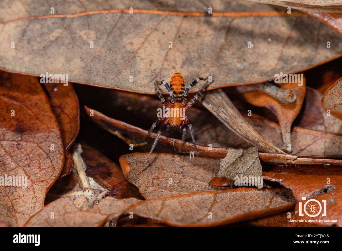 Orange Ant-mimic Sac Spider (Castianeira amoena Stock Photo - Alamy