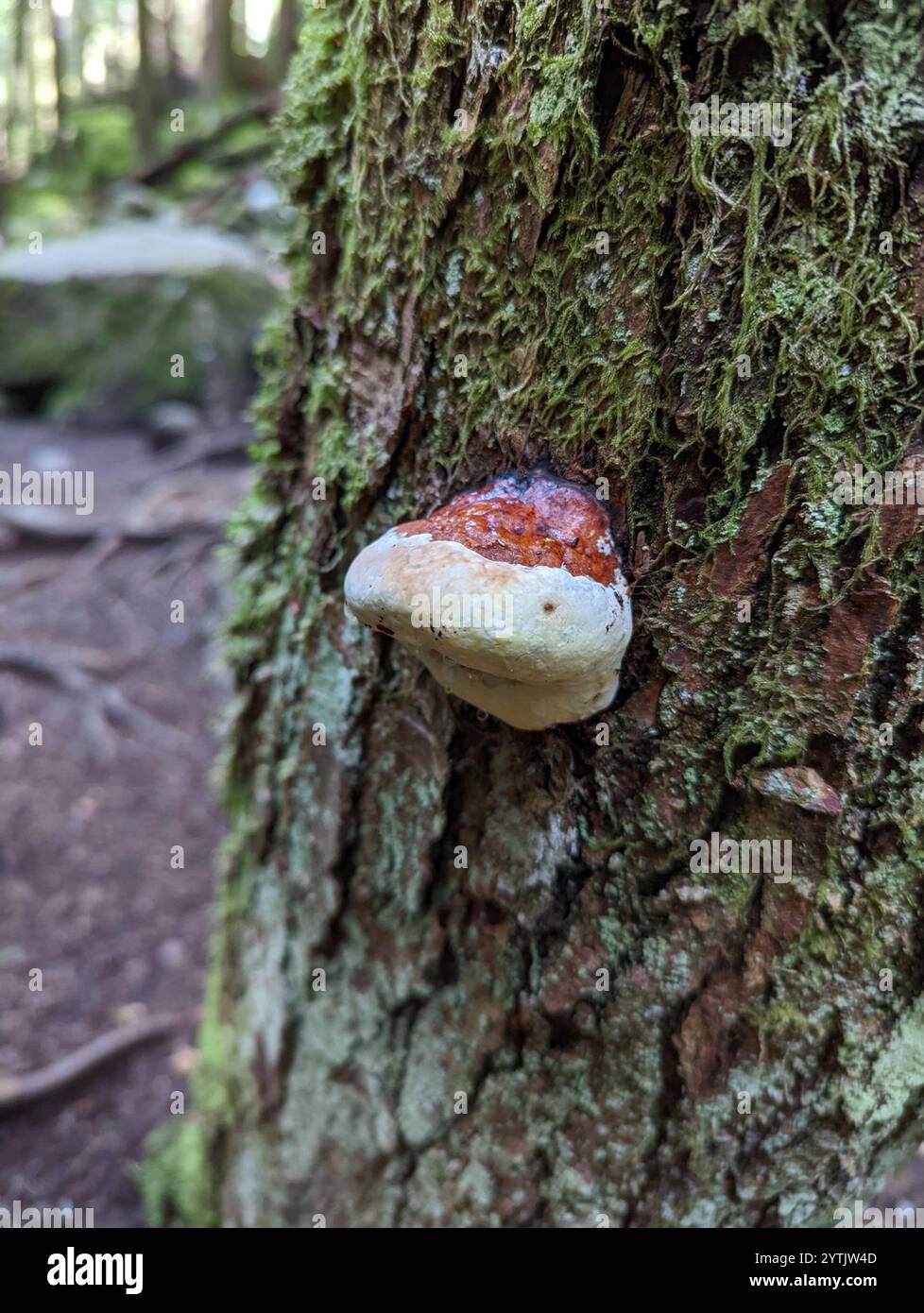 Northern Red Belt (Fomitopsis mounceae Stock Photo - Alamy