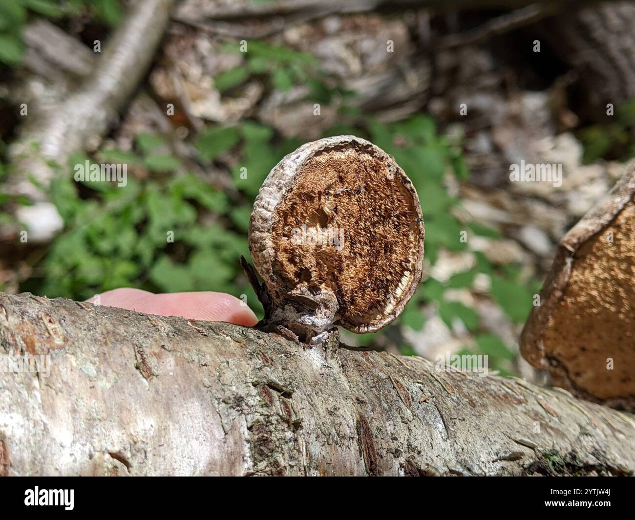 birch polypore (Fomitopsis betulina Stock Photo - Alamy