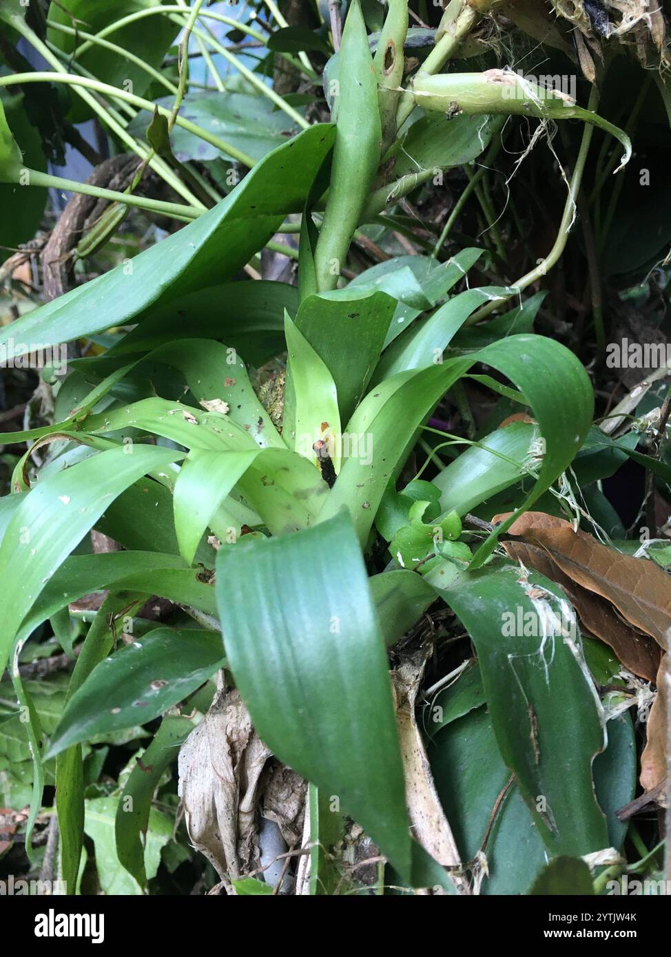 Tillandsia biflora hi-res stock photography and images - Alamy