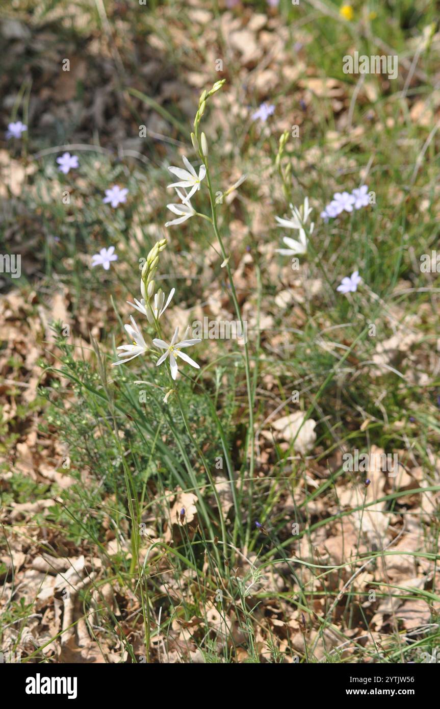 St Bernard's Lily (Anthericum liliago Stock Photo - Alamy