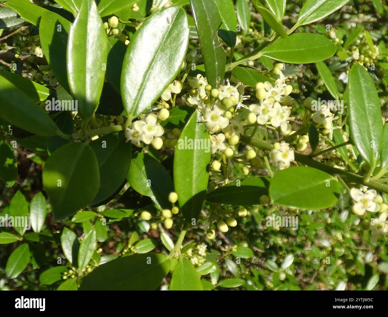 gallberry (Ilex glabra Stock Photo - Alamy