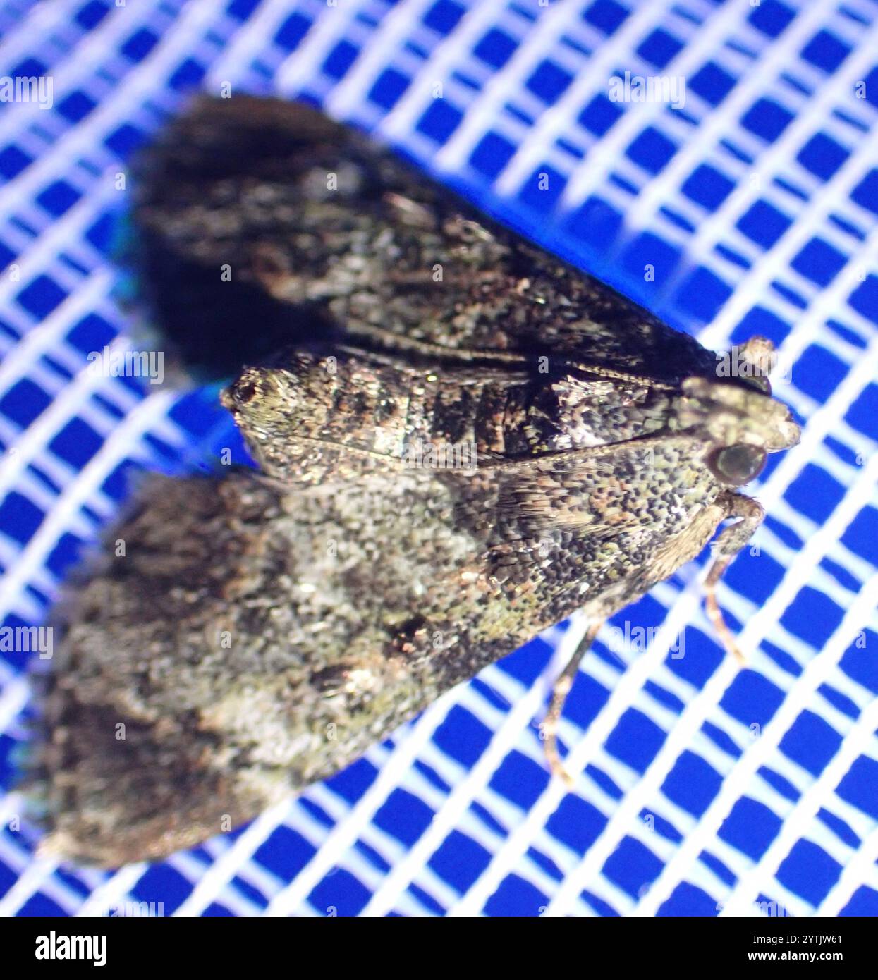 Butterflies and Moths (Lepidoptera Stock Photo - Alamy