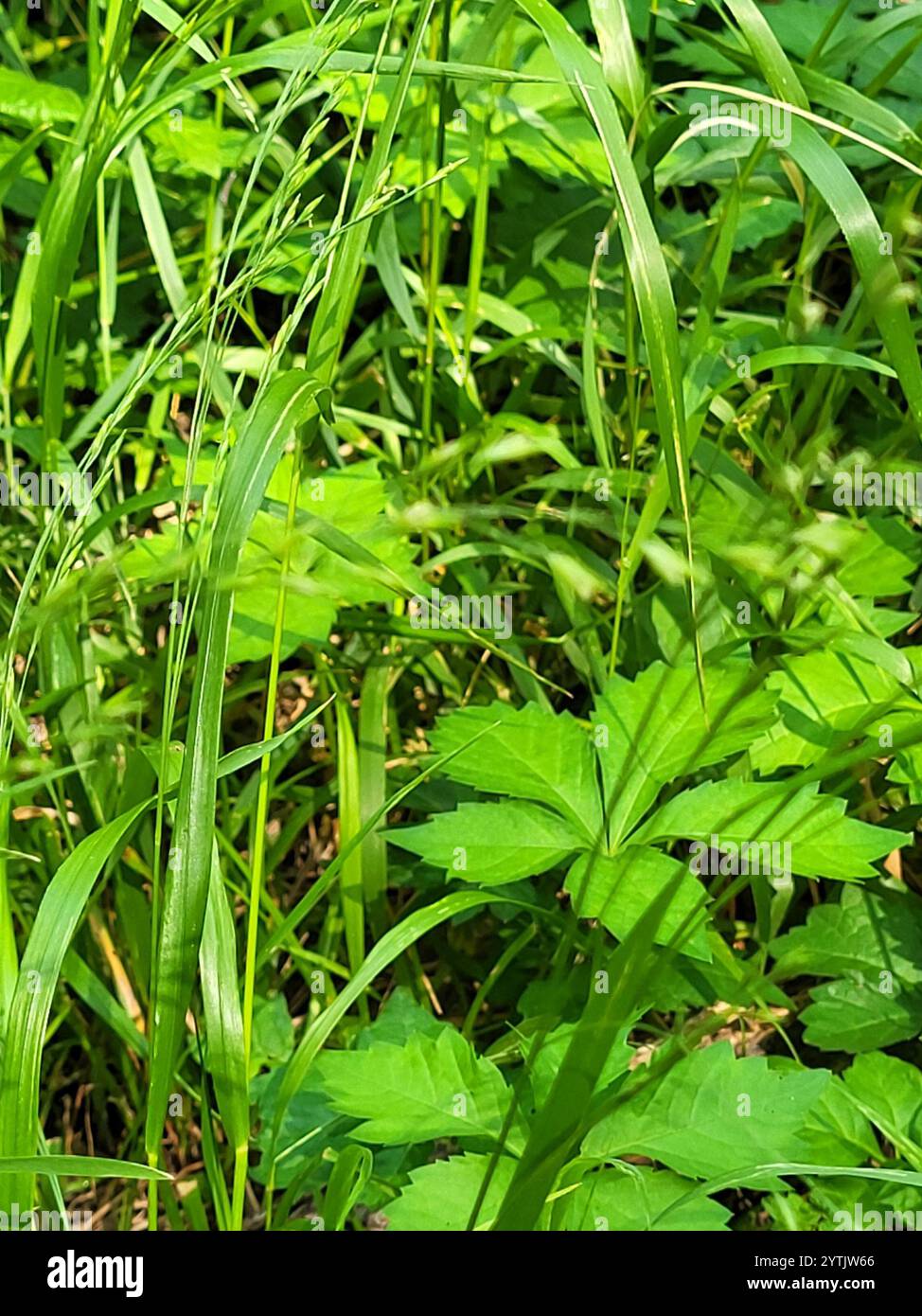 Black Snakeroot (Sanicula canadensis Stock Photo - Alamy