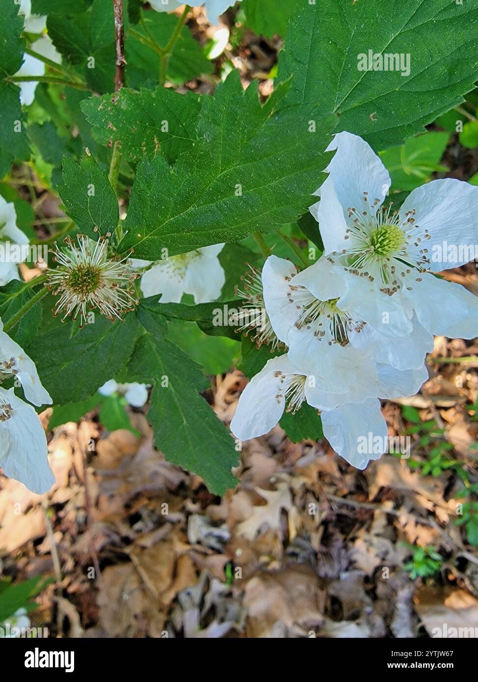 Common Dewberry (Rubus flagellaris Stock Photo - Alamy