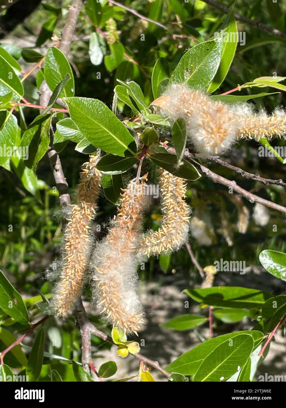 red willow (Salix laevigata Stock Photo - Alamy