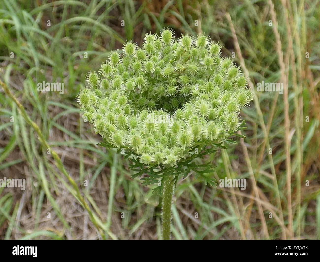 American wild carrot (Daucus pusillus Stock Photo - Alamy