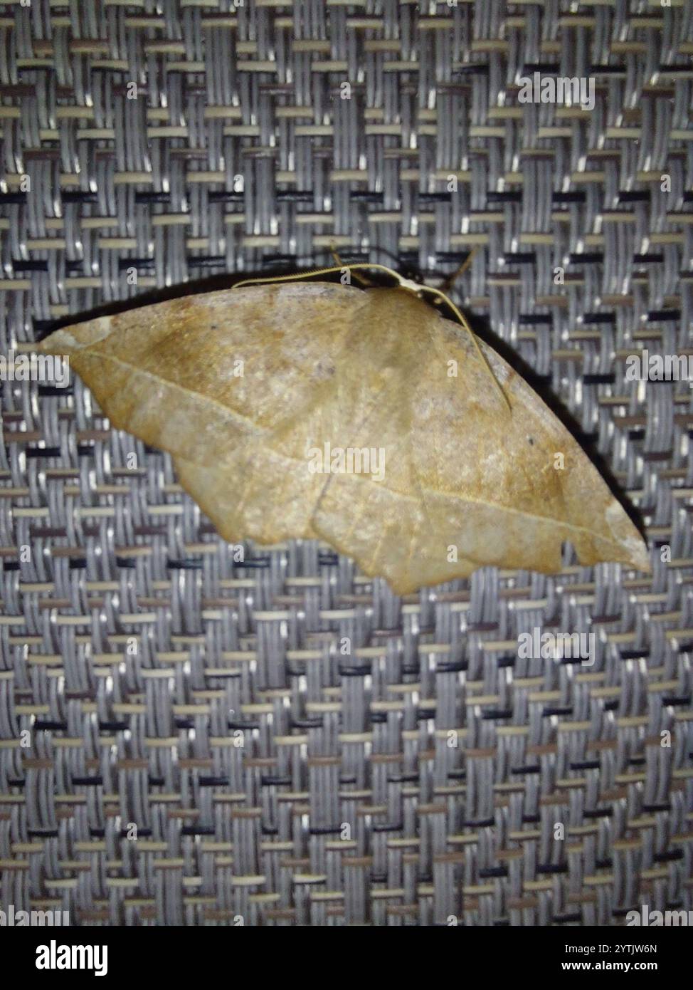 Curved-toothed Geometer Moth (Eutrapela clemataria Stock Photo - Alamy