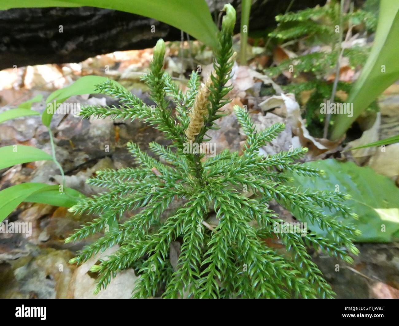 prickly tree-clubmoss (Dendrolycopodium dendroideum Stock Photo - Alamy