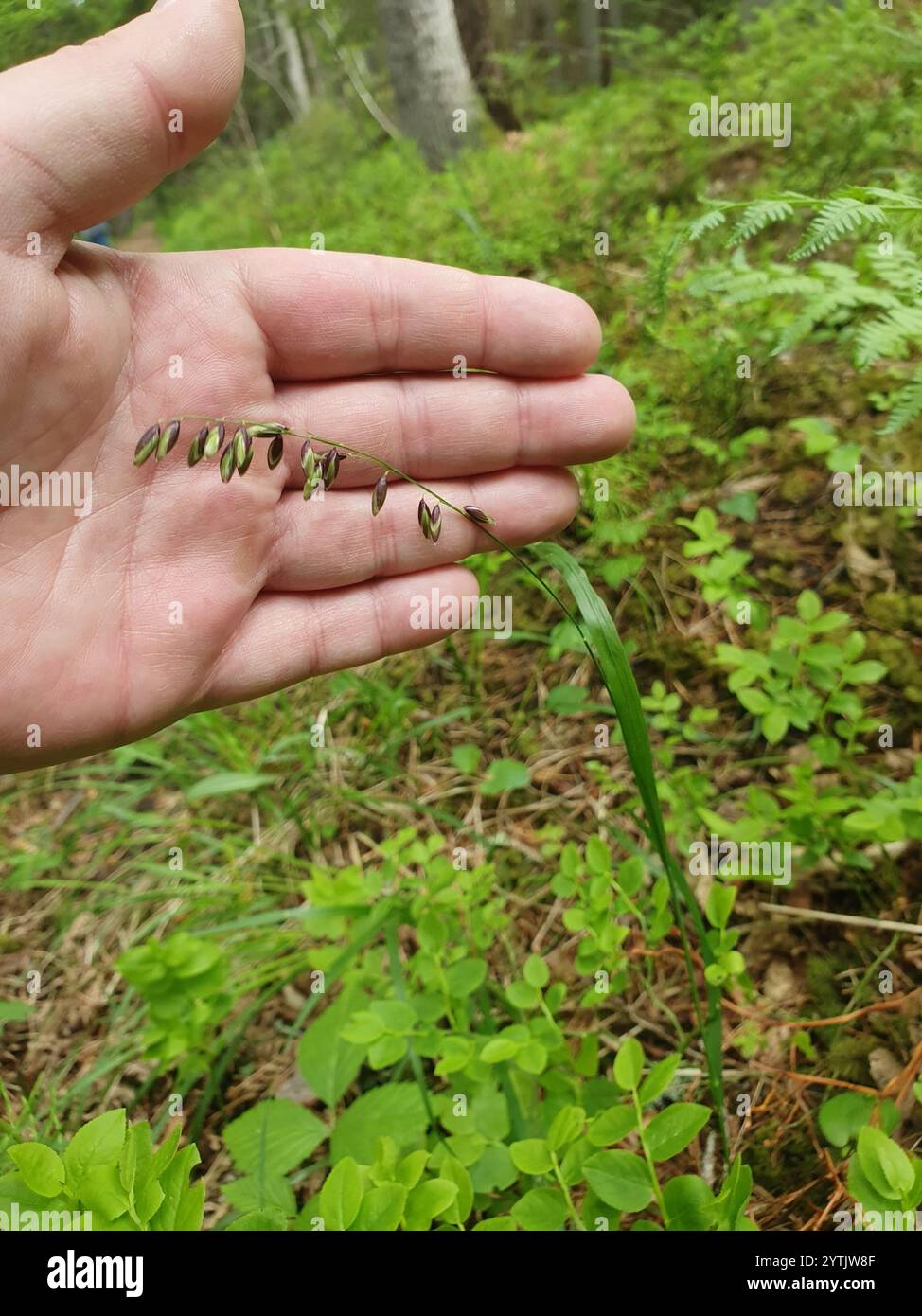 Mountain Melick (Melica nutans Stock Photo - Alamy