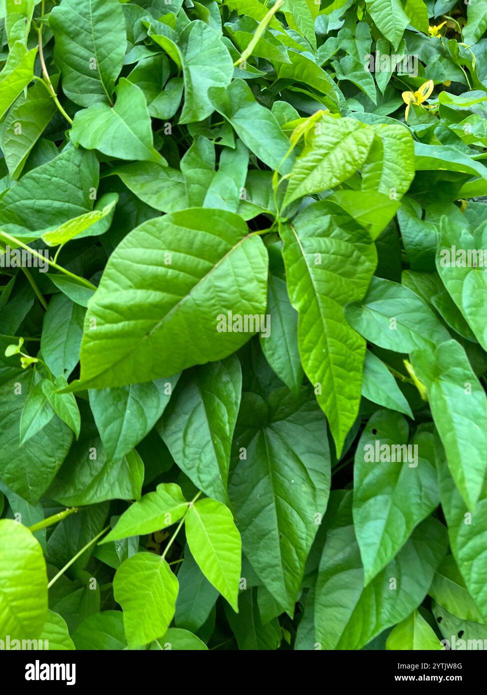 eastern poison ivy (Toxicodendron radicans Stock Photo - Alamy