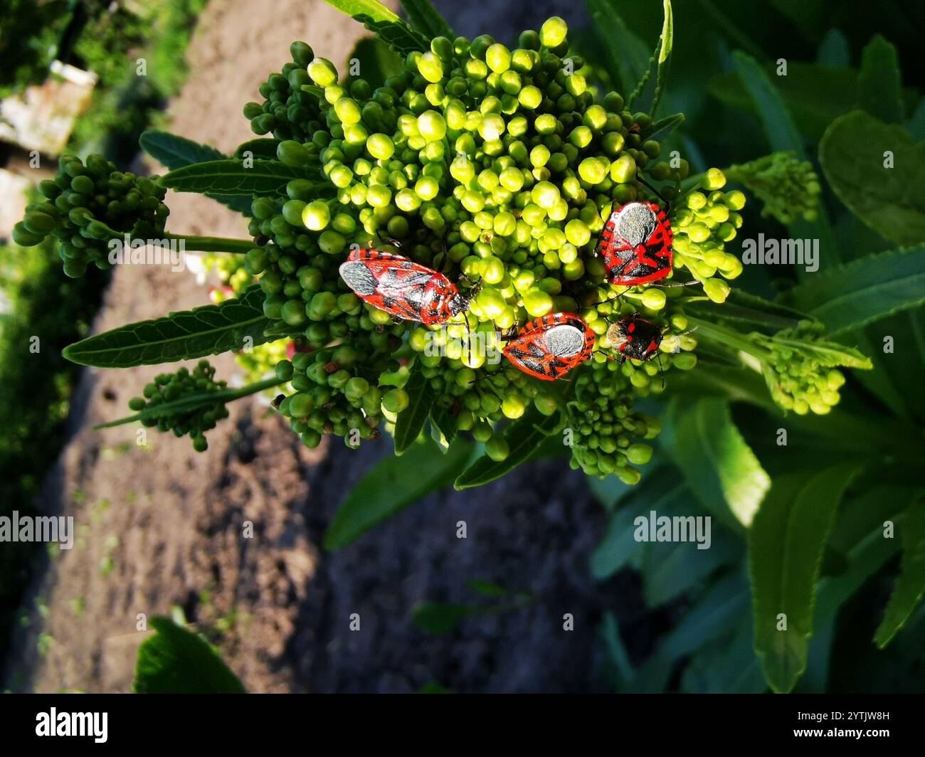 cruciferous bug (Eurydema ventralis Stock Photo - Alamy