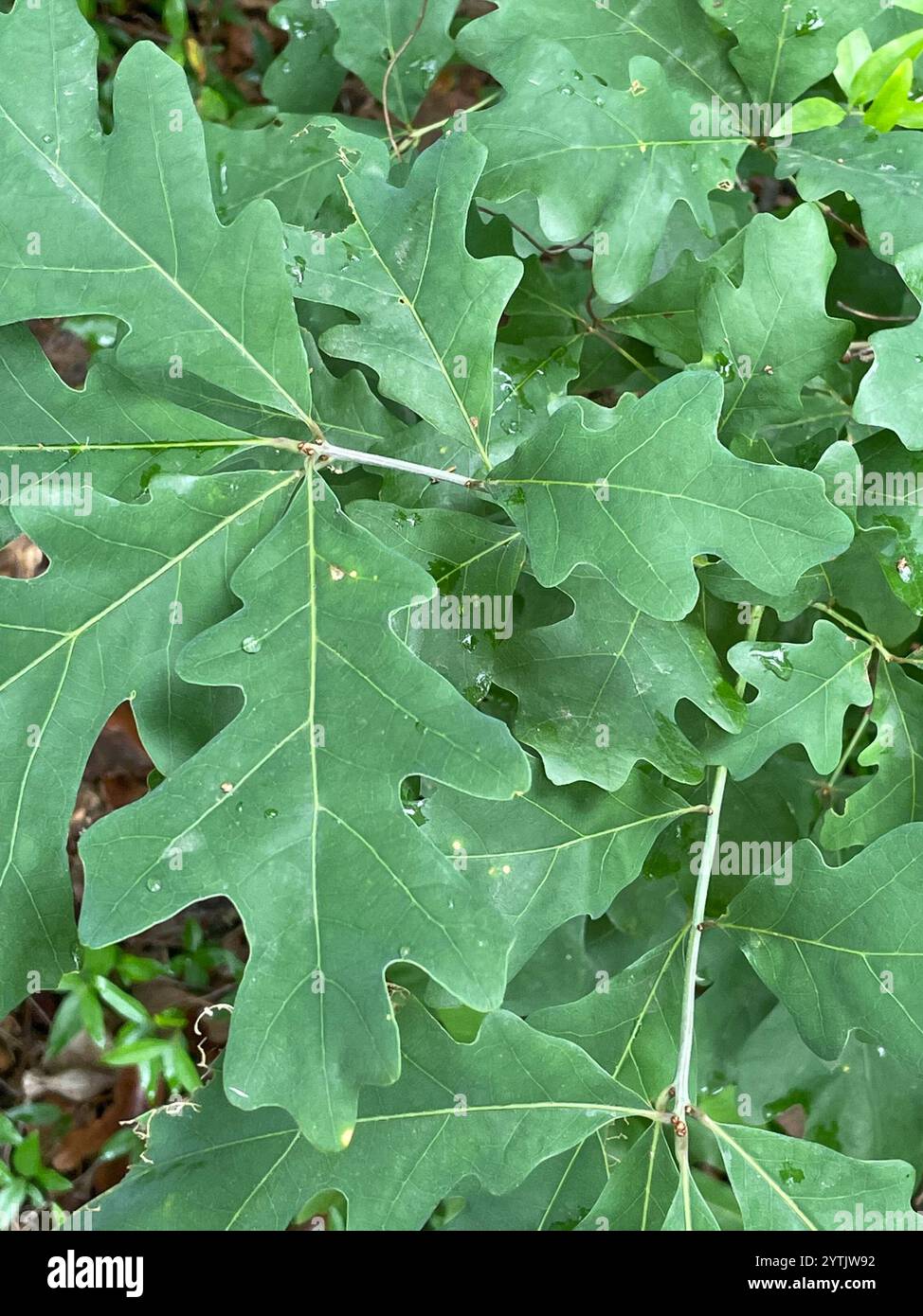 white oak (Quercus alba Stock Photo - Alamy