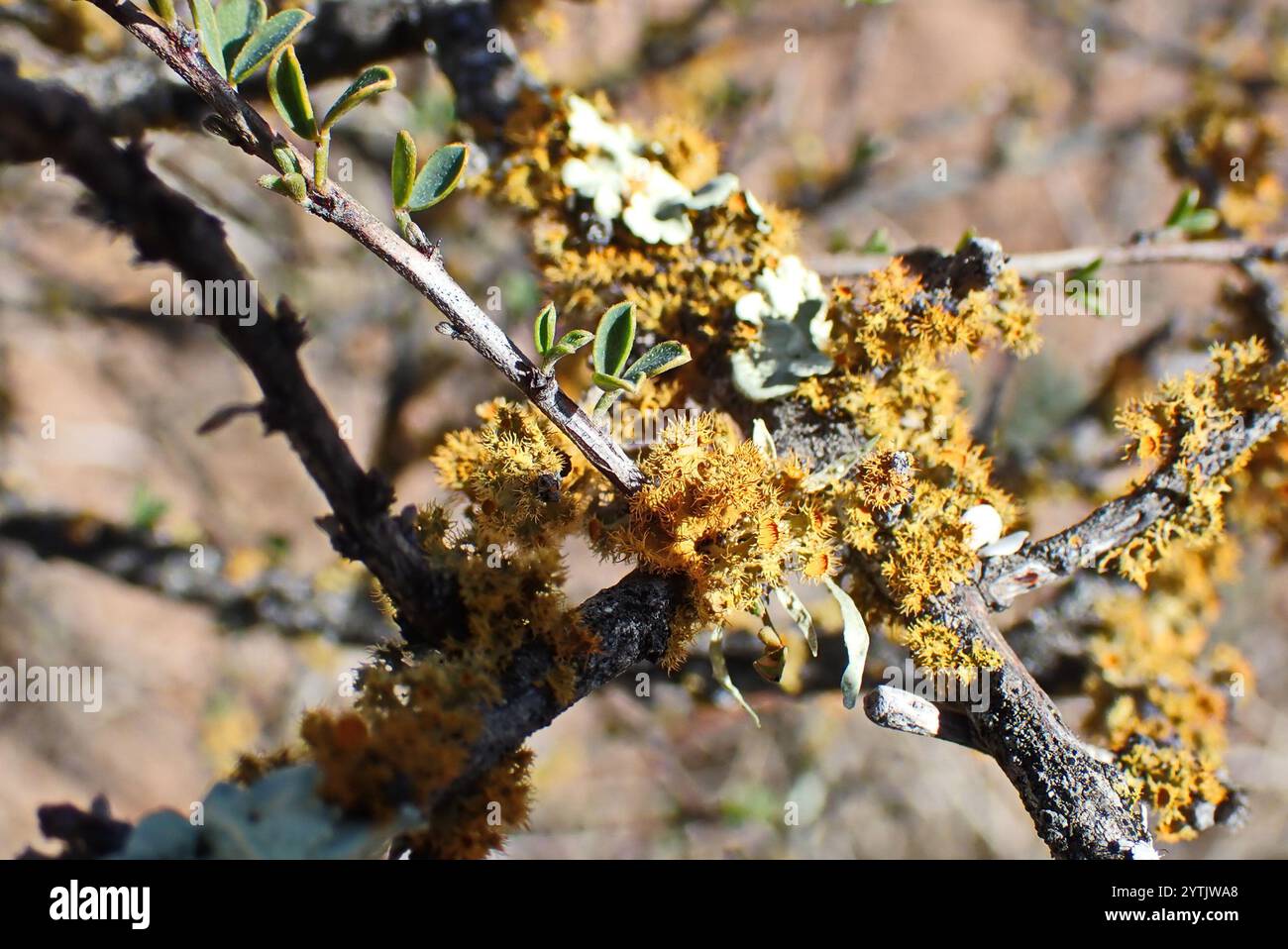 Golden-eye Lichen (Teloschistes chrysophthalmus Stock Photo - Alamy