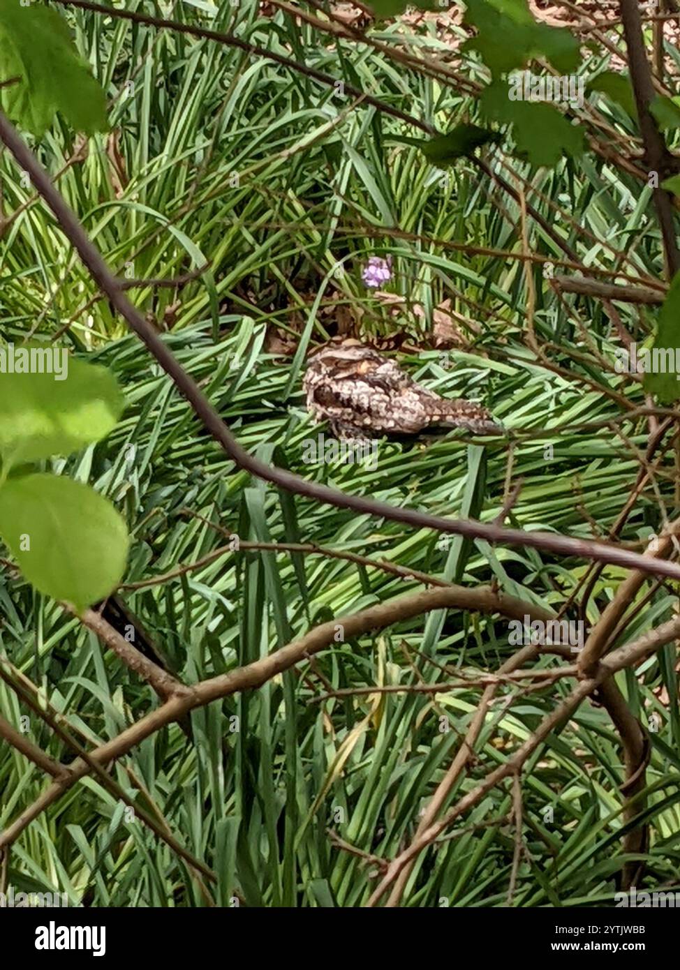 Chuck-will's-widow (Antrostomus carolinensis Stock Photo - Alamy