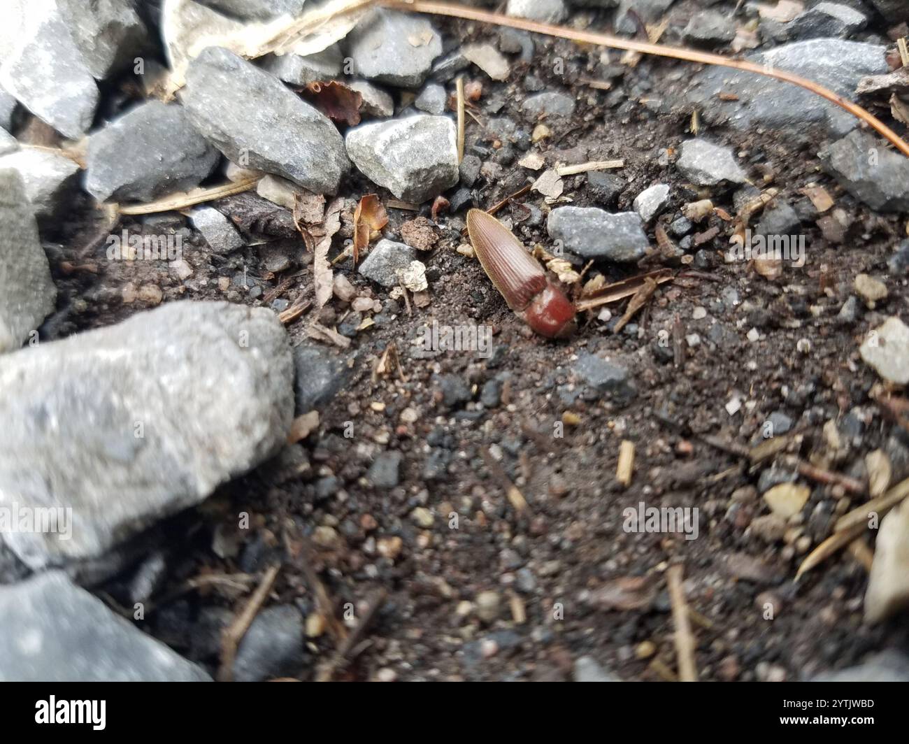 Click Beetles (Elateridae Stock Photo - Alamy