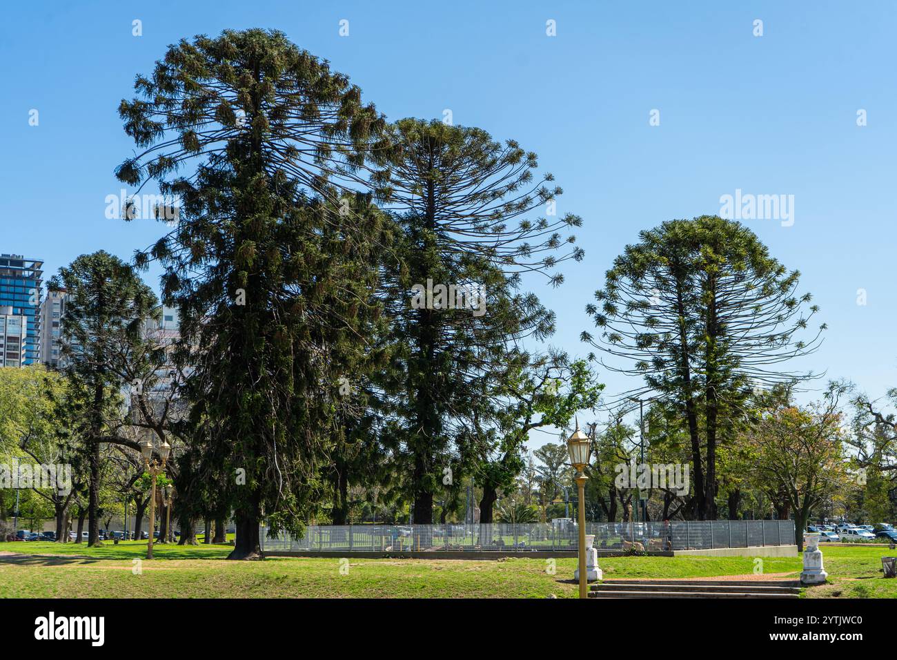 Araucaria or pehuen tree in a square in Buenos Aires Stock Photo - Alamy