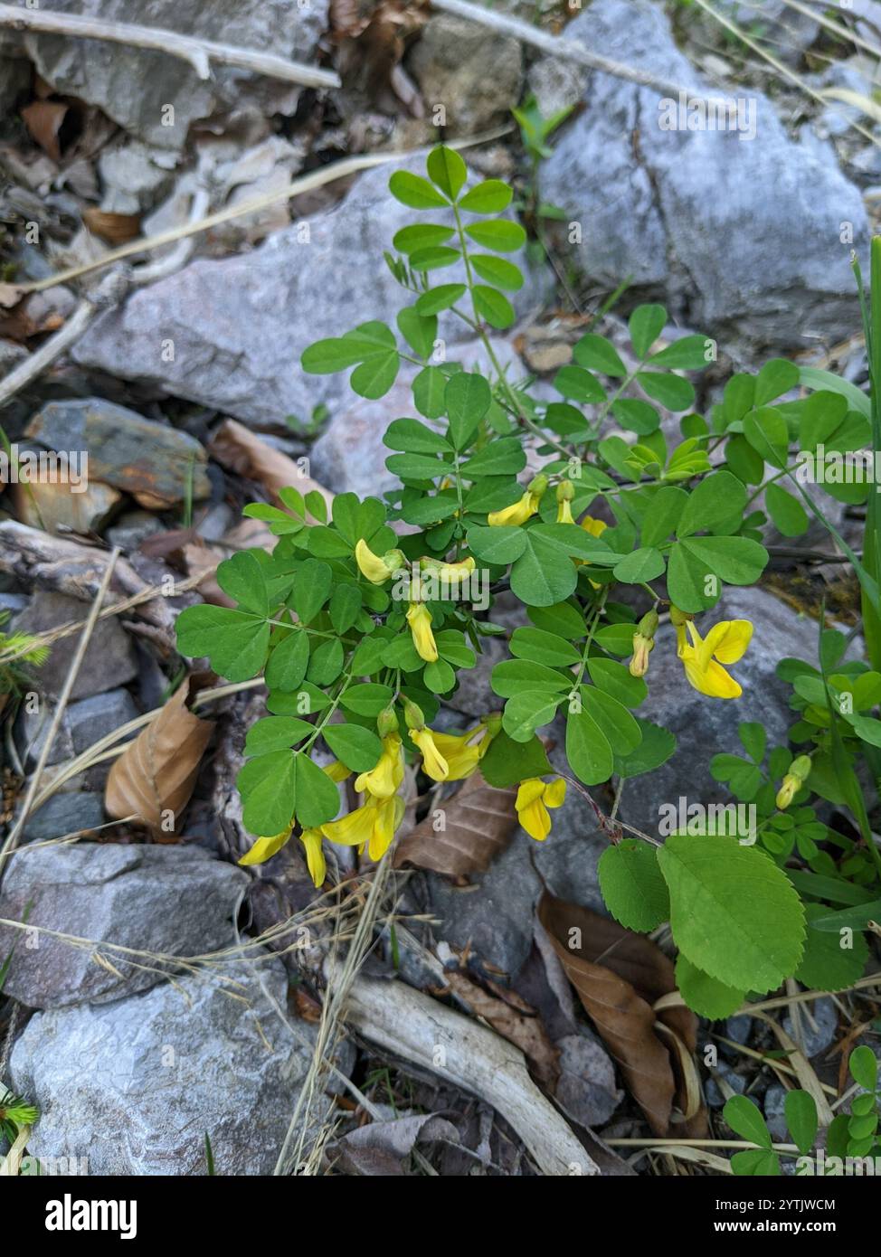 Scorpion Senna (Hippocrepis emerus Stock Photo - Alamy