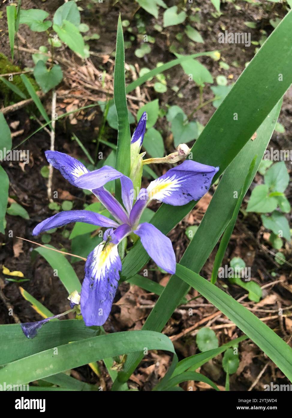 leafy blue flag (Iris brevicaulis Stock Photo - Alamy