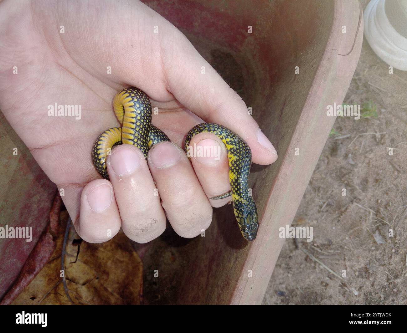 Military Ground Snake (Erythrolamprus miliaris Stock Photo - Alamy
