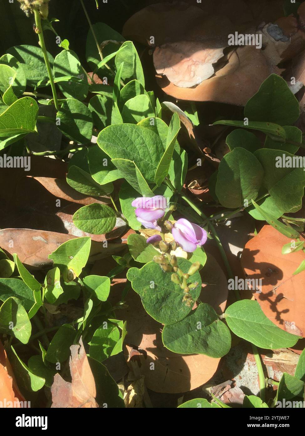 Canavalia rosea beach bean hi-res stock photography and images - Alamy