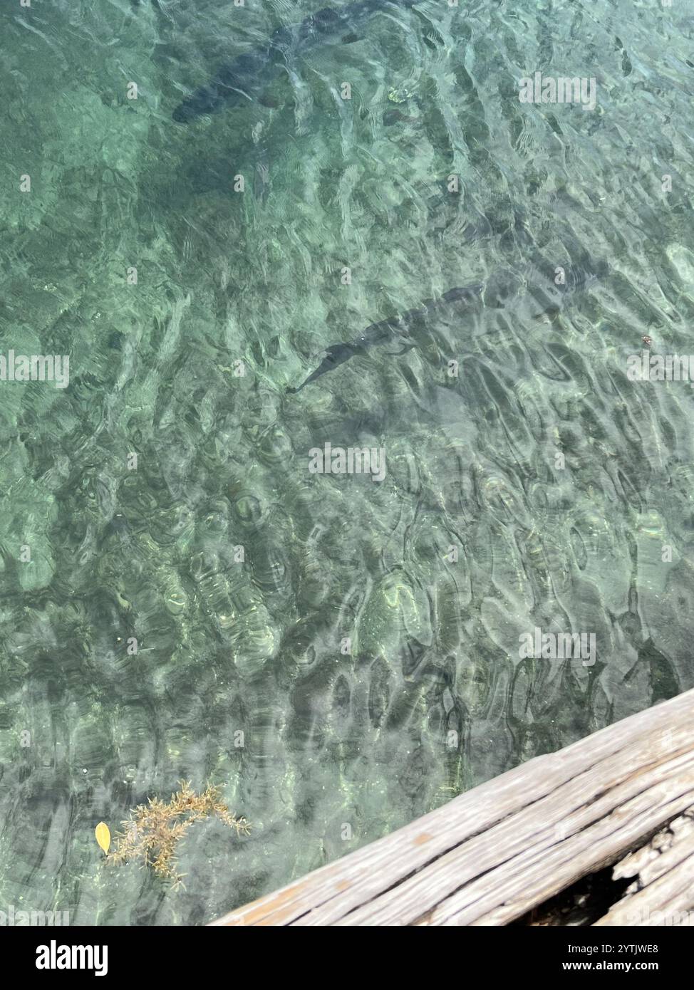 Atlantic Tarpon (Megalops atlanticus Stock Photo - Alamy