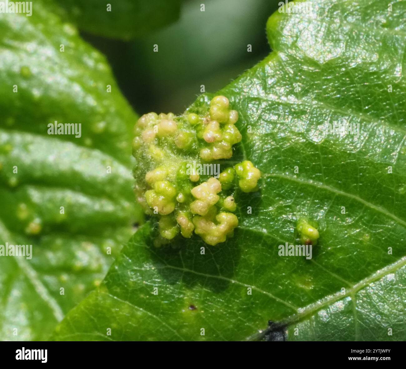 Poison Ivy Leaf Mite (Aculops rhois Stock Photo - Alamy