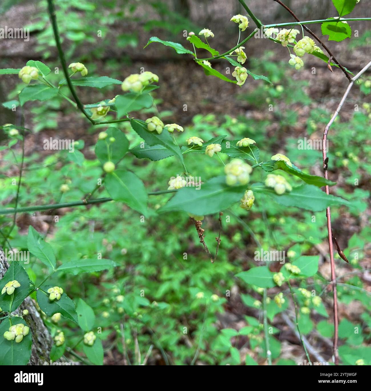 strawberry bush (Euonymus americanus Stock Photo - Alamy